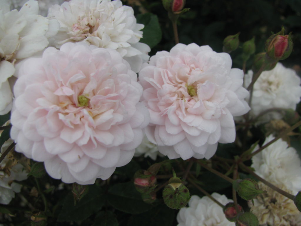 White roses - GrownUps New Zealand