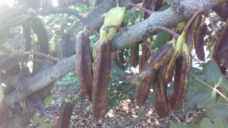 Carob – know, sow and grow it! - GrownUps New Zealand