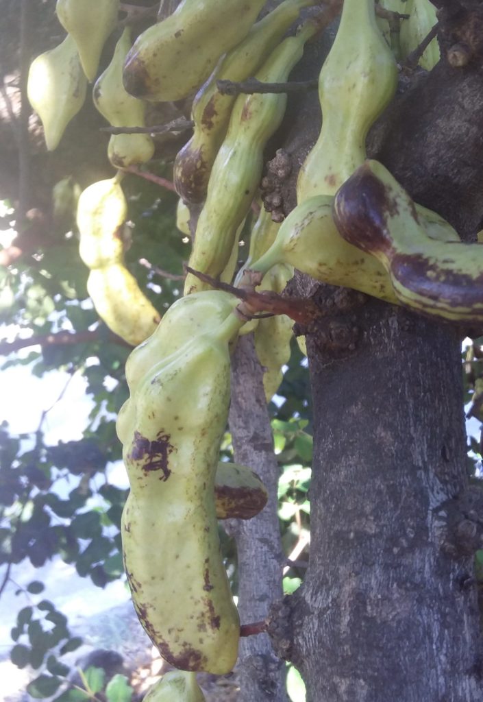Carob – know, sow and grow it! - GrownUps New Zealand