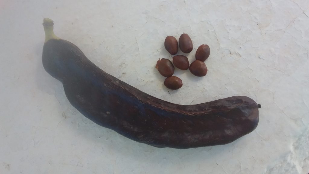Carob – know, sow and grow it! - GrownUps New Zealand