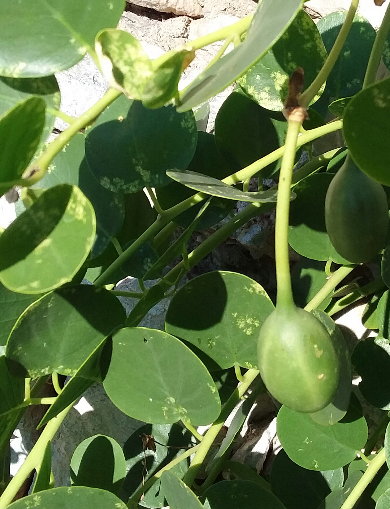 Curious about capers - GrownUps New Zealand