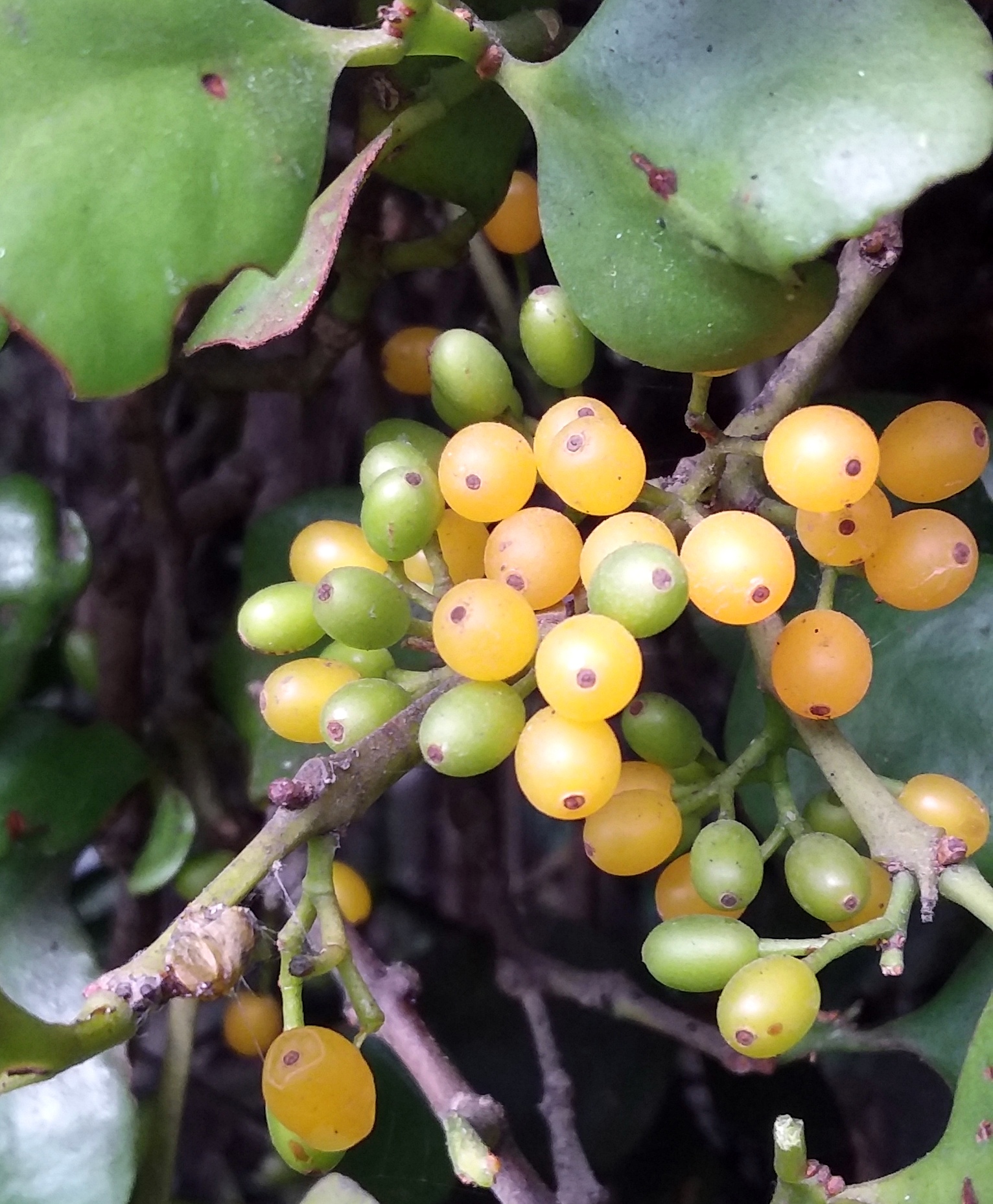 Berry berry beautiful - GrownUps New Zealand