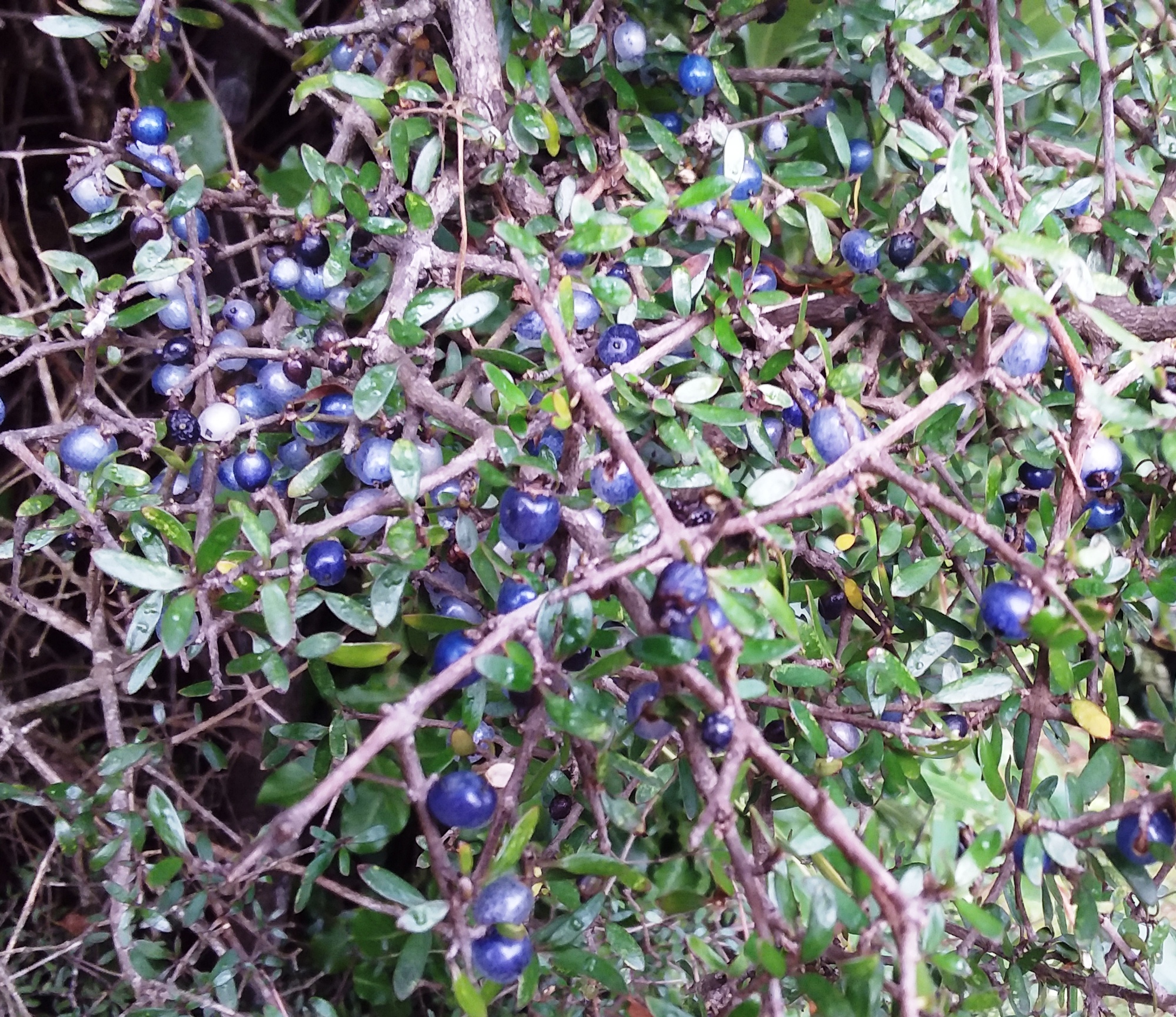 Berry berry beautiful - GrownUps New Zealand