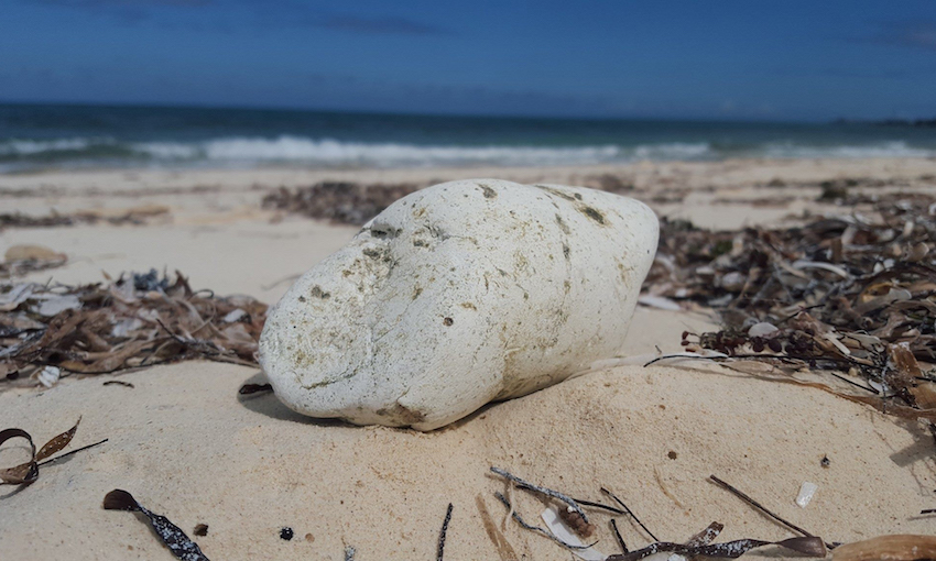 Beach Combing - the Ambergris Hunt is on! - GrownUps New Zealand