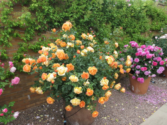 Growing roses in pots - GrownUps New Zealand
