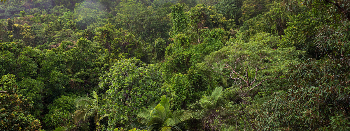 10 Facts About the Daintree Rainforest - GrownUps New Zealand