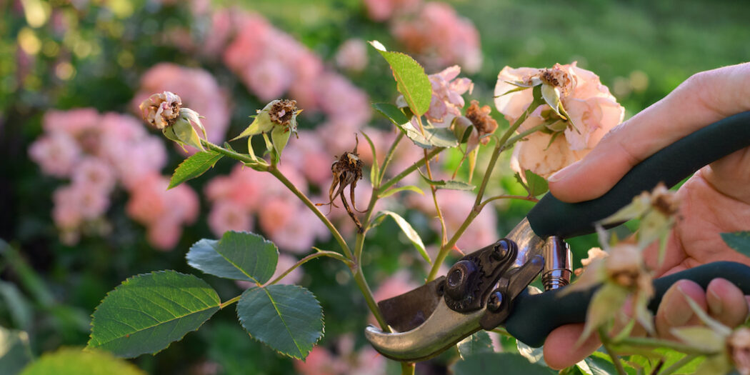 Deadheading- Promoting Rose Bush Care