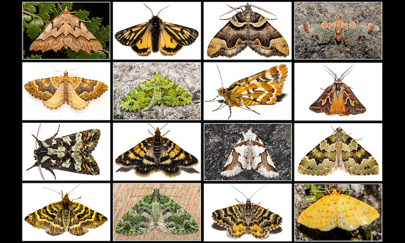 Exploring New Zealand's Unique Butterflies and Moths - GrownUps New Zealand