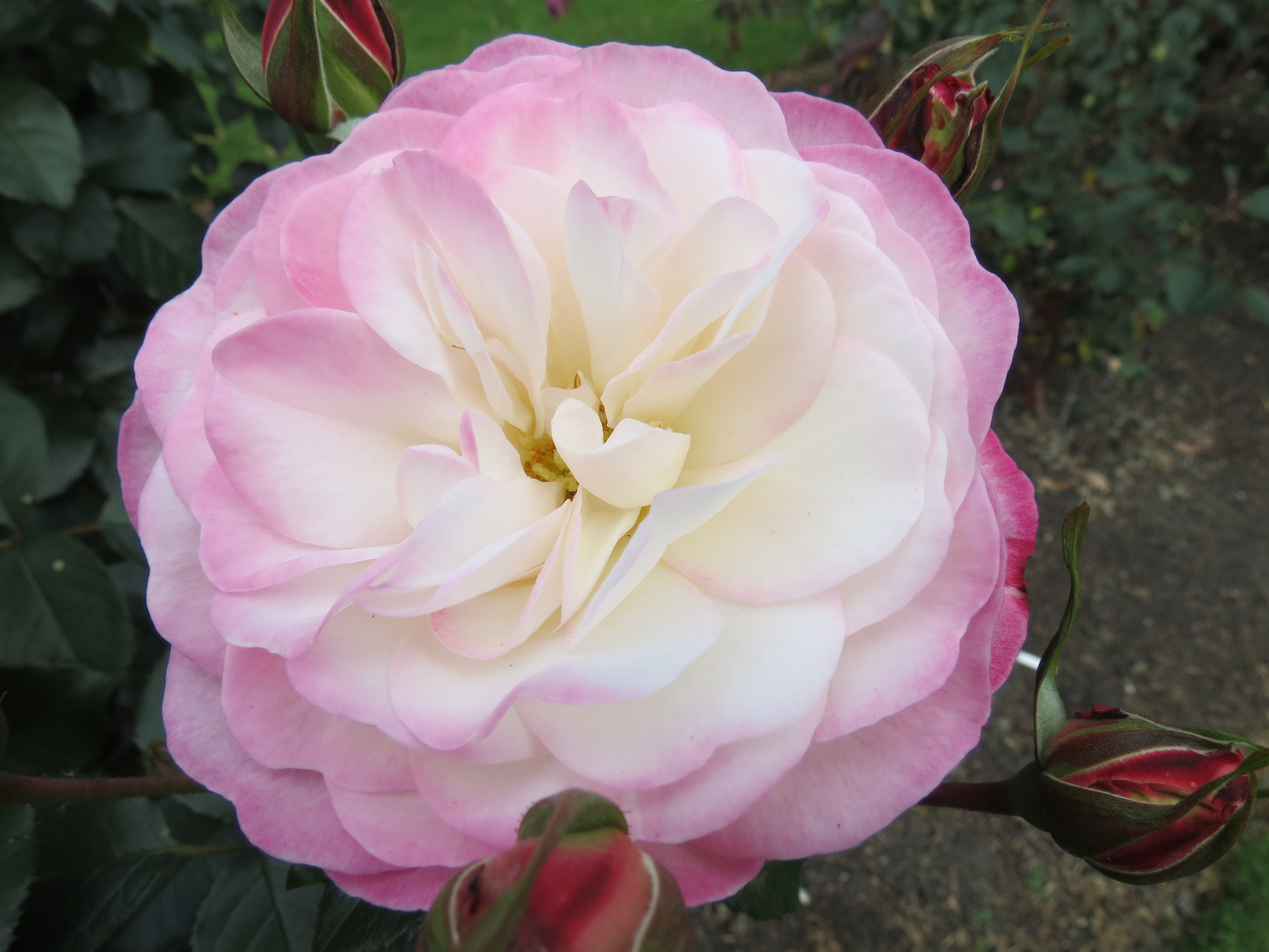 Rose of the Month – Feeling Better - GrownUps New Zealand