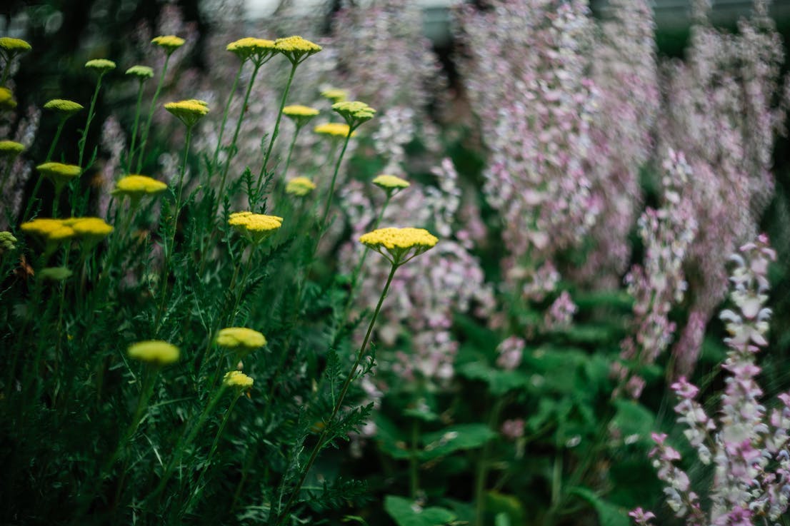Yarrow’s: From Weed to Wonder-flower - GrownUps New Zealand
