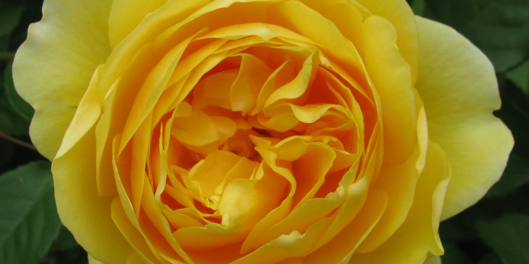 Rose of the Month – Graham Thomas - GrownUps New Zealand