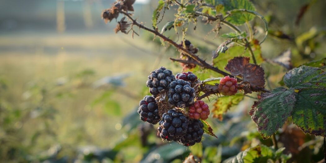 How to Protect Your Young Fruit and Berries - GrownUps New Zealand