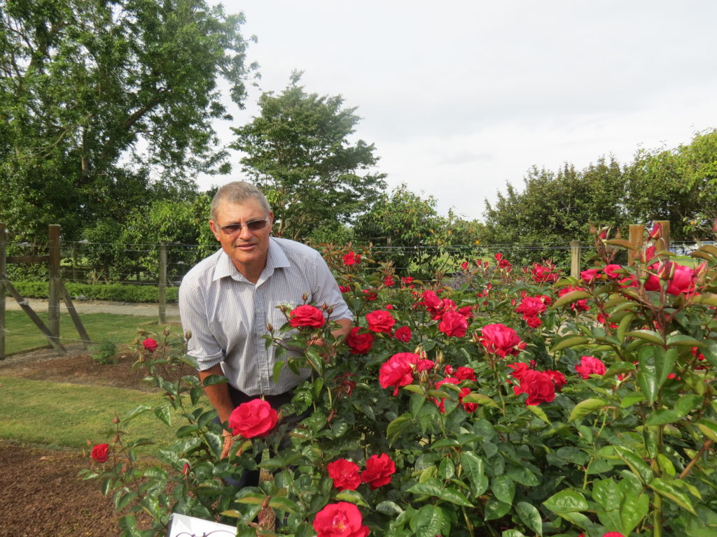 Rose season in review - GrownUps New Zealand