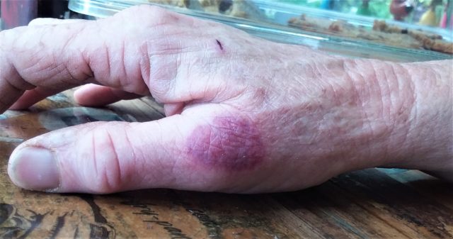 It’s grape harvest season – watch out for the spiders! - GrownUps New ...
