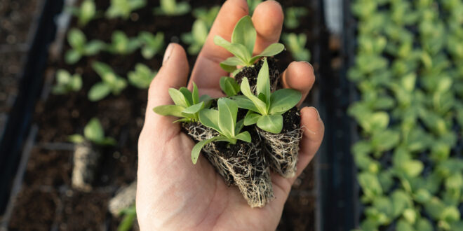 Know and Sow – a growers guide to spuds for all seasons - GrownUps New ...