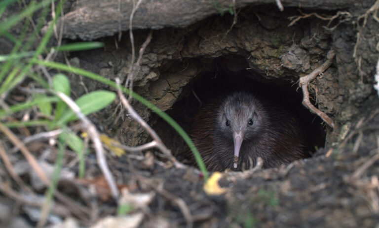 Kuwi’s Journey with Save the Kiwi - GrownUps New Zealand