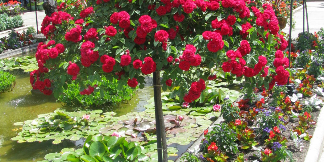Growing standard roses - GrownUps New Zealand