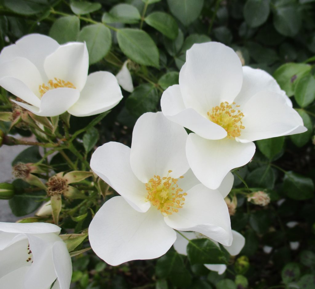 White roses - GrownUps New Zealand