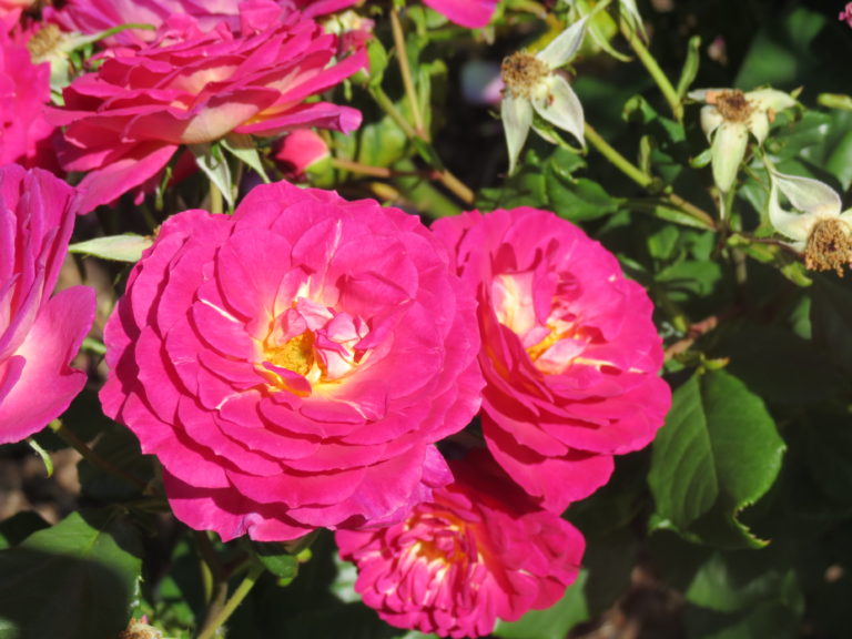 Thornless roses - GrownUps New Zealand
