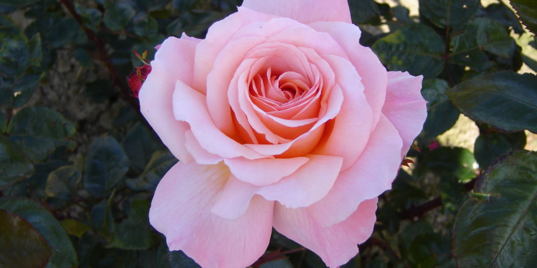 Rose of the month – Pamela Bartrum - GrownUps New Zealand