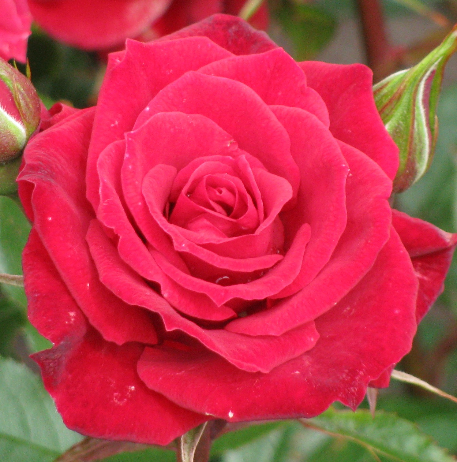 Red Roses - GrownUps New Zealand