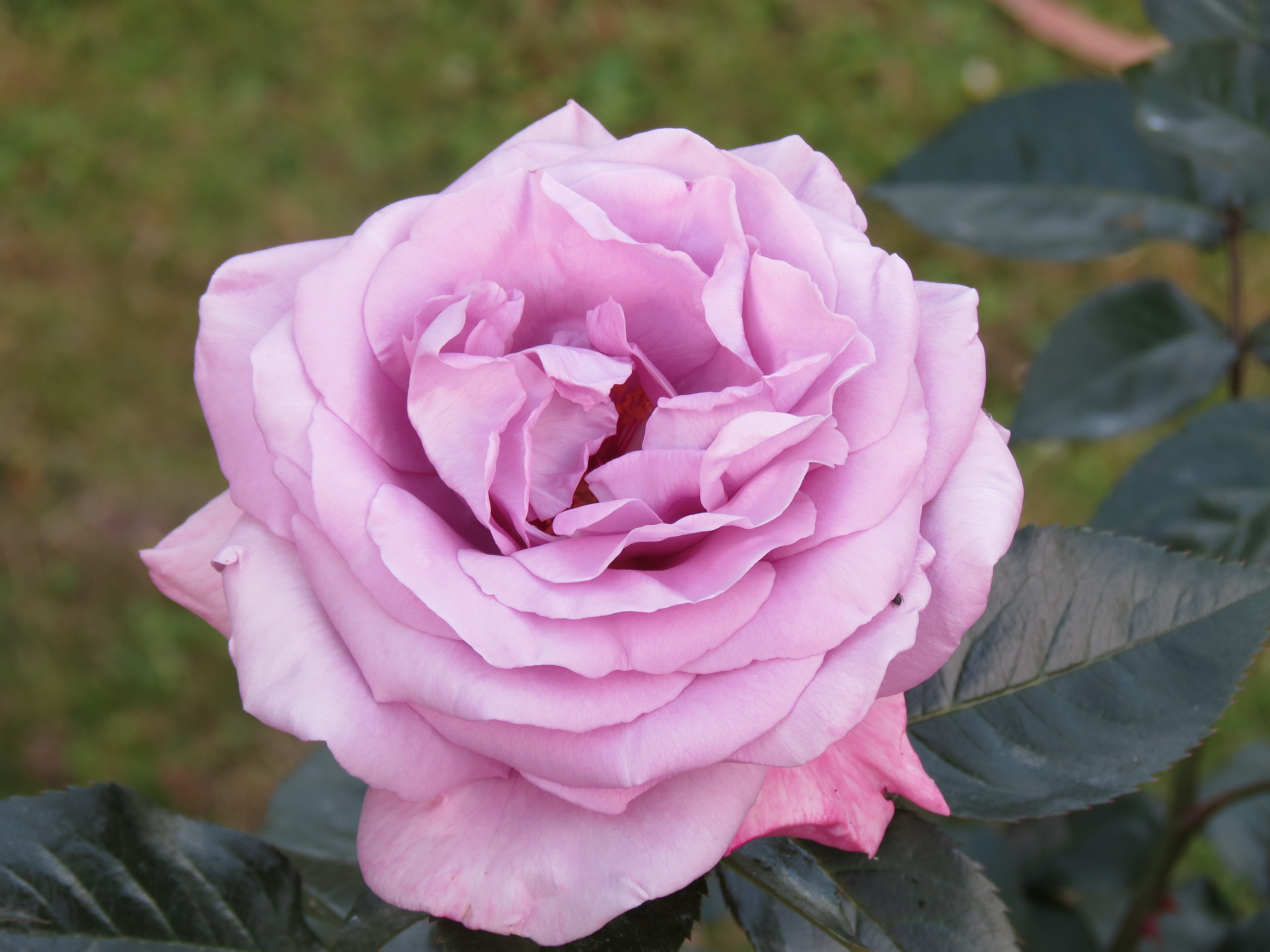 Rose of the Month – Amore® Perfumed Kiss - GrownUps New Zealand