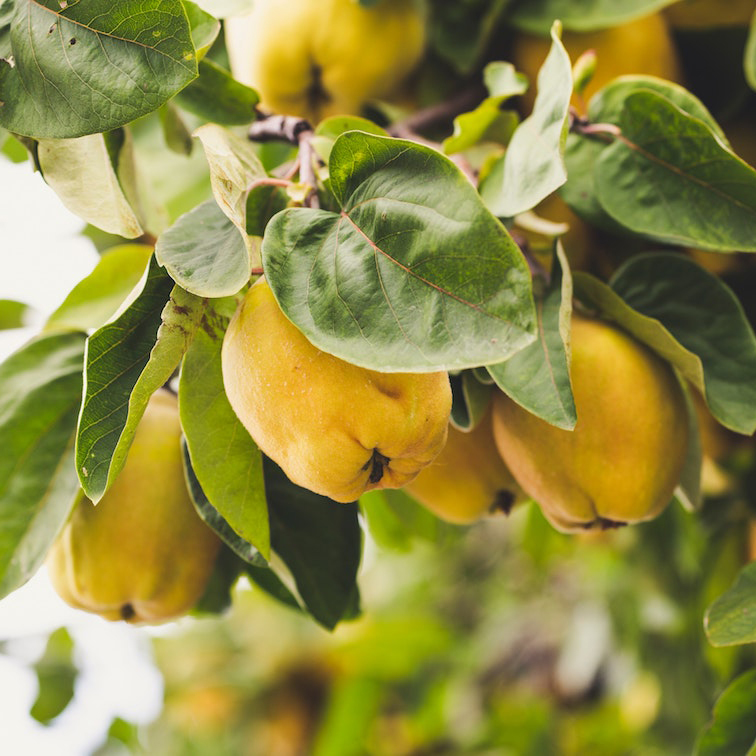 Quinces Unmasked - GrownUps New Zealand
