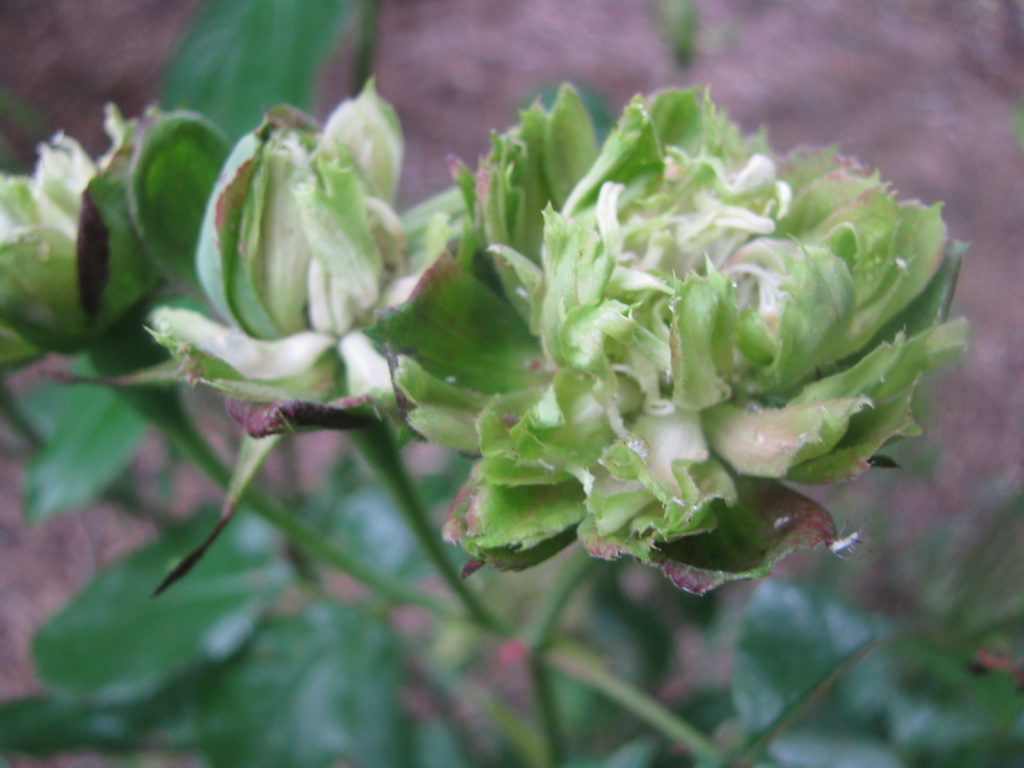 Irish roses (and green roses too) - GrownUps New Zealand