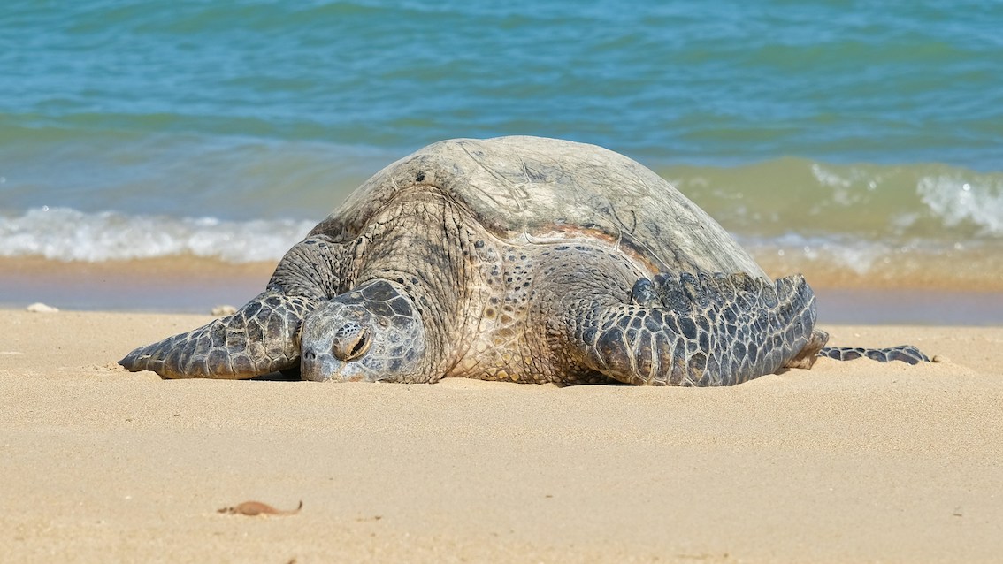 Slow Down – We Move too Fast! - GrownUps New Zealand