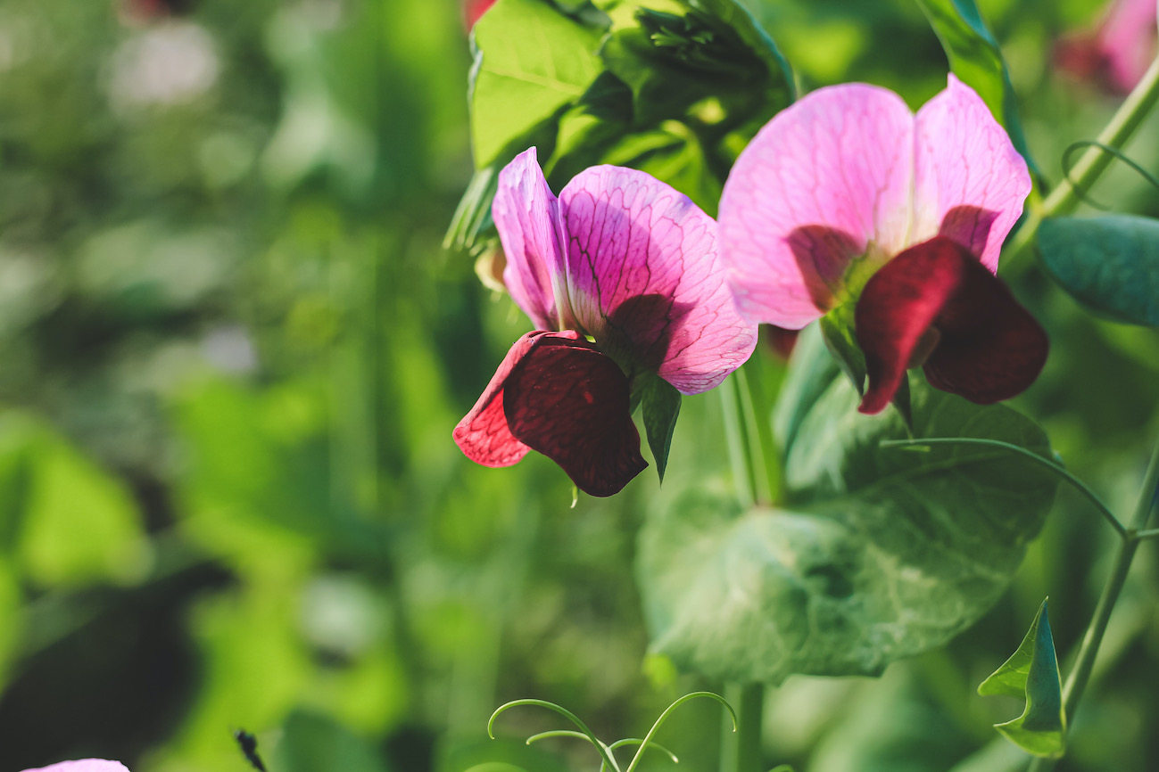 Sweet Peas – Secrets for Summer - GrownUps New Zealand