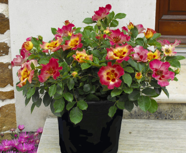 Rose of the Month November– Sweetspot® Calypso - GrownUps New Zealand