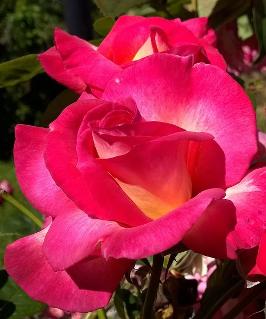 New roses 2017 – Part 2 - GrownUps New Zealand