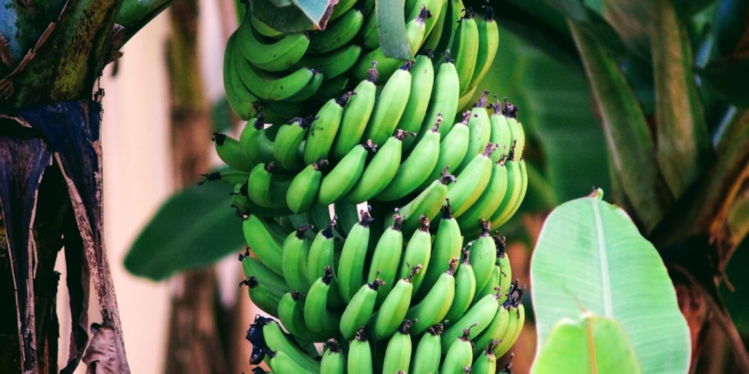 Fun fact: Why are bananas are curved? - GrownUps New Zealand