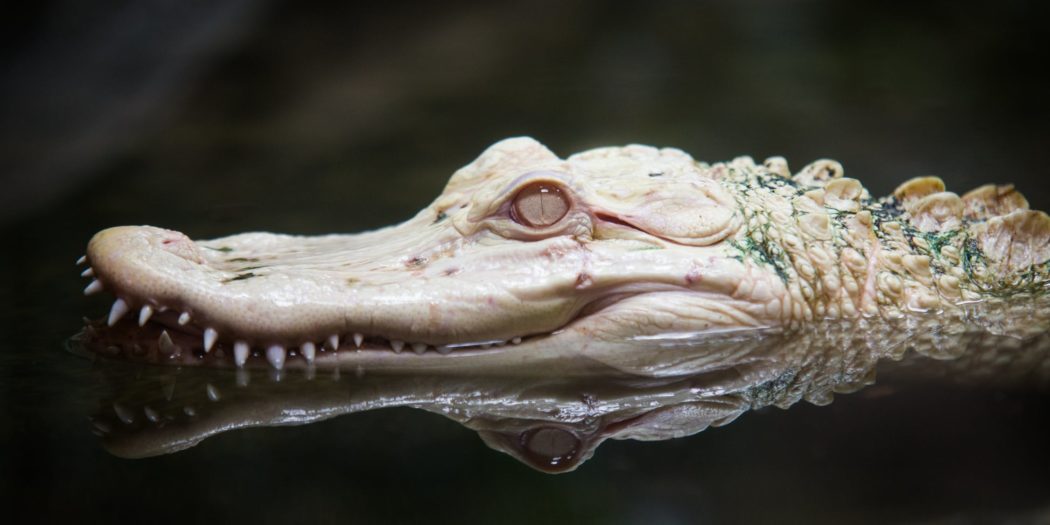 Joke: Fear of alligators - GrownUps New Zealand