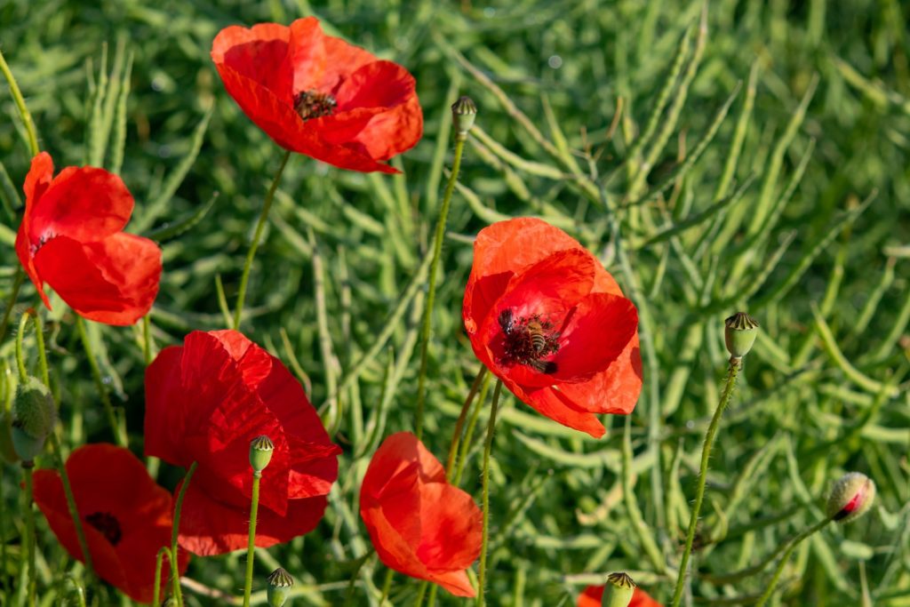 Poppies – know and grow! - GrownUps New Zealand