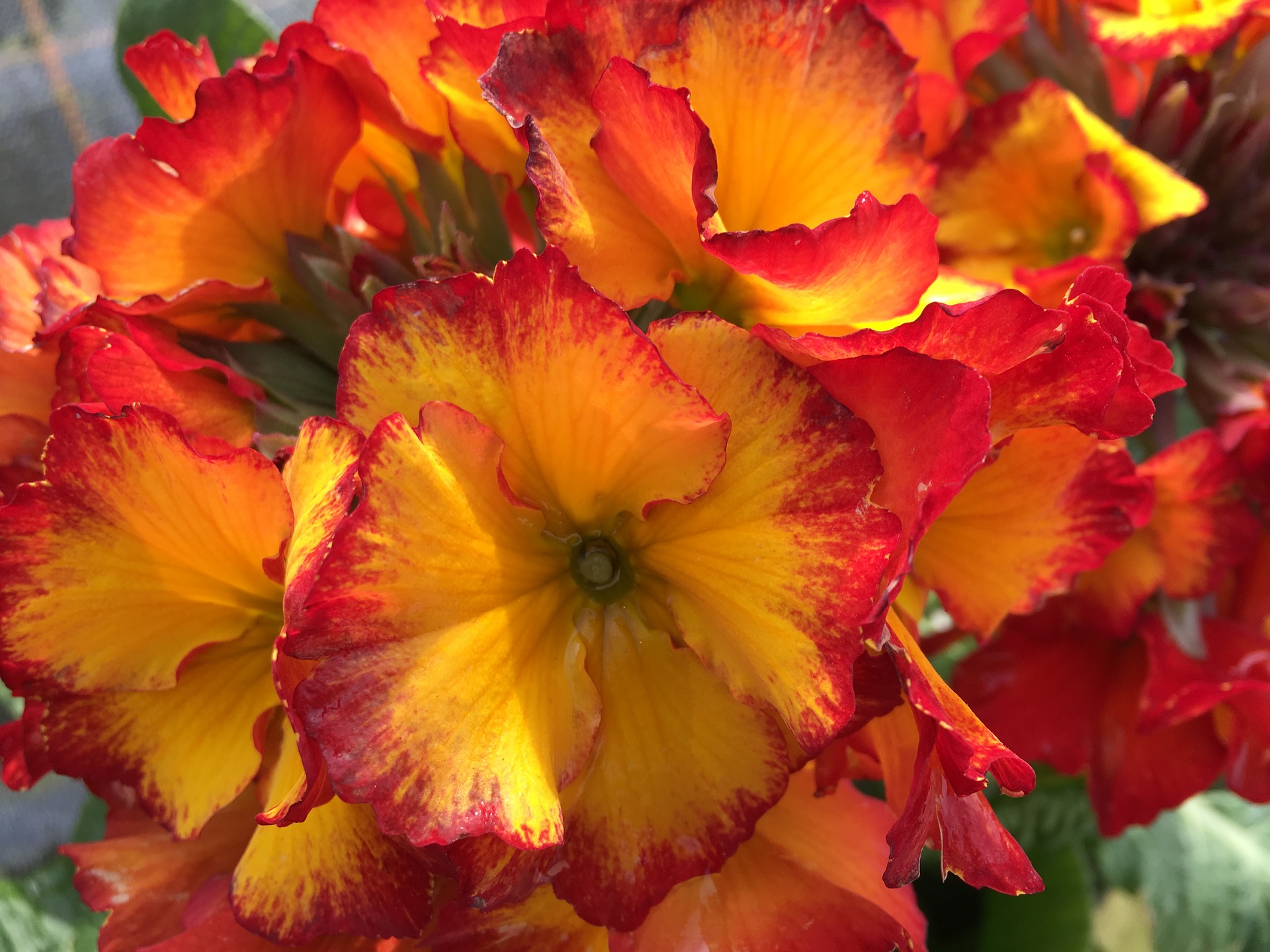 Polyanthus pampering – coaxing the very best from your favourite winter ...